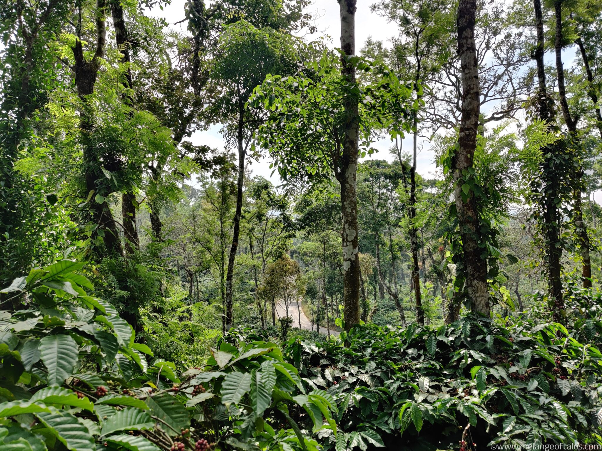 Coorg: Ultimate Guide to 10 Must Visit Places And Things To Do ...